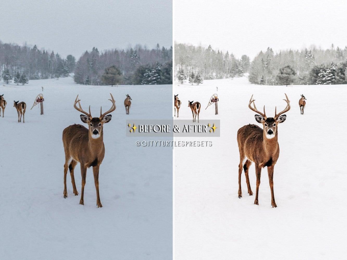 THE SEASONS BUNDLE – Birdesign